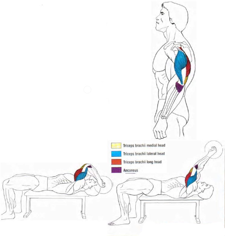 EXTENSIA TRICEPSULUI DIN DECUBIT DORSAL - Bodybuildingtaboo