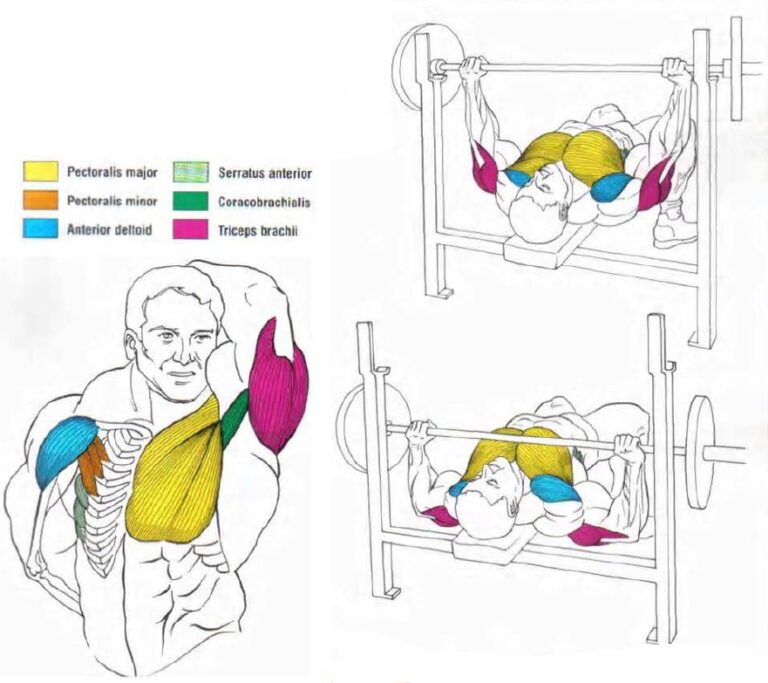IMPINSUL CU BARA DIN DECUBIT DORSAL - Bodybuildingtaboo