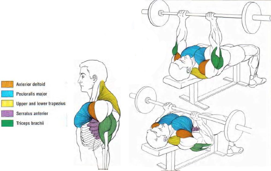 IMPINS DIN DECUBIT DORSAL PENTRU TRICEPS - Bodybuildingtaboo