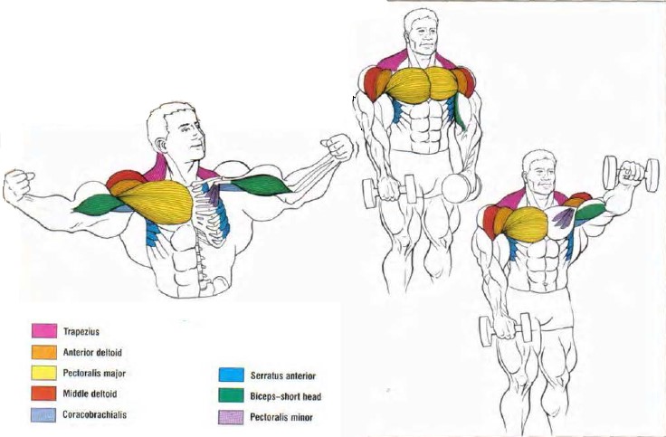 FLEXIA MEMBRELOR SUPERIOARE - Bodybuildingtaboo