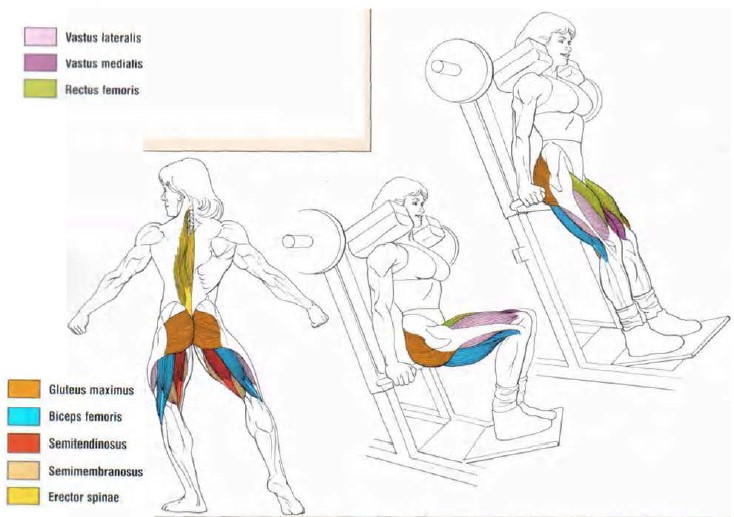 GENUFLEXIUNI LA CADRU ÎNCLINAT (HACK SQUAT) - Bodybuildingtaboo