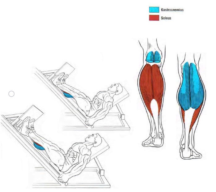 FLEXIA PLANTARĂ LA PRESA PENTRU PICIOARE - Bodybuildingtaboo