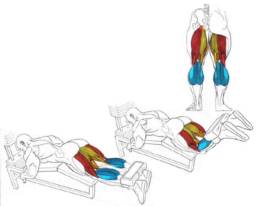 FLEXIA PICIORULUI PE COAPSĂ DIN DECUBIT FACIAL - Bodybuildingtaboo